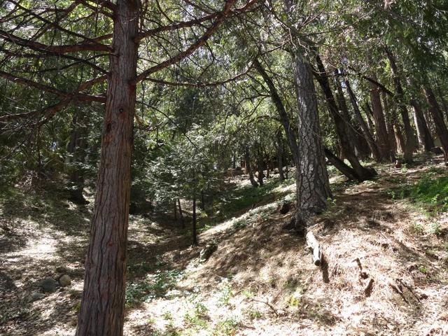 41 Forest Meadows Homes For Sale & Forest Meadows, CA Real Estate - Movoto