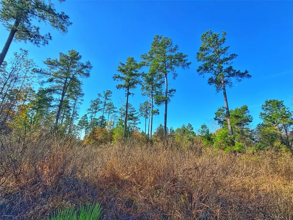 tbd Acr 157, Palestine, TX 75801 | MLS# 91565467 | 18 Photos - Movoto