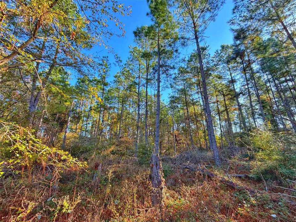 tbd Acr 157, Palestine, TX 75801 | MLS# 91565467 | 18 Photos - Movoto