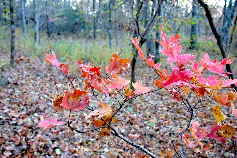 0000 Madison 5114, Elkins, AR 72727 | MLS# 1328617 | 60 Photos - Movoto