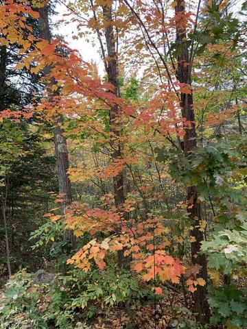 0 Savage Rd, Waldo, ME 04915 | 5 Photos - Movoto